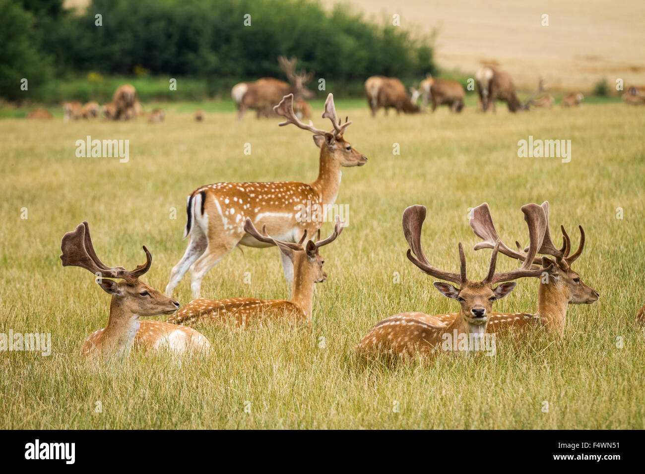 Herd Of Fallow Deer Stock Photo - Alamy