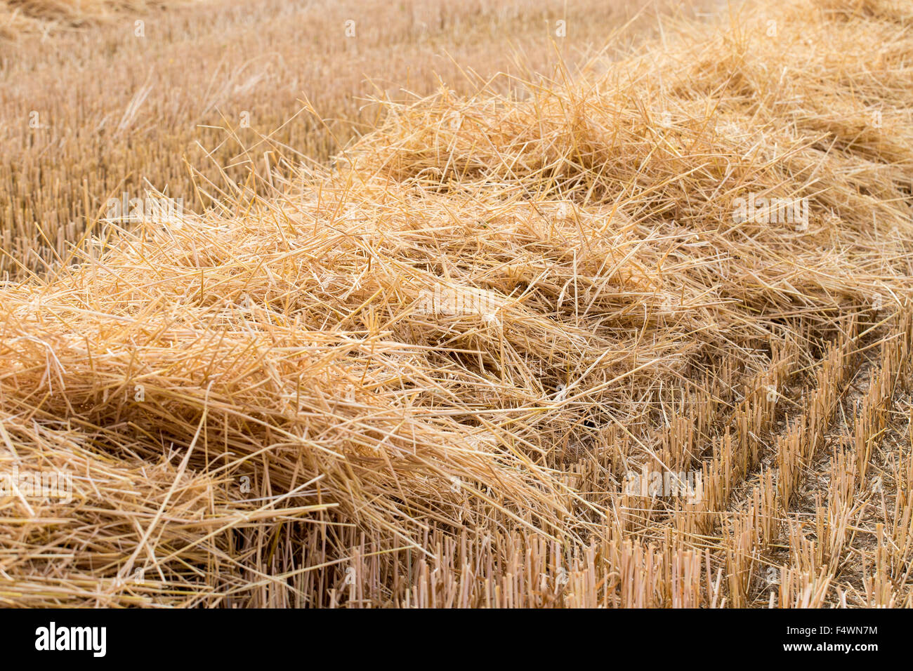 Straw - Field after harvest Stock Photo - Alamy