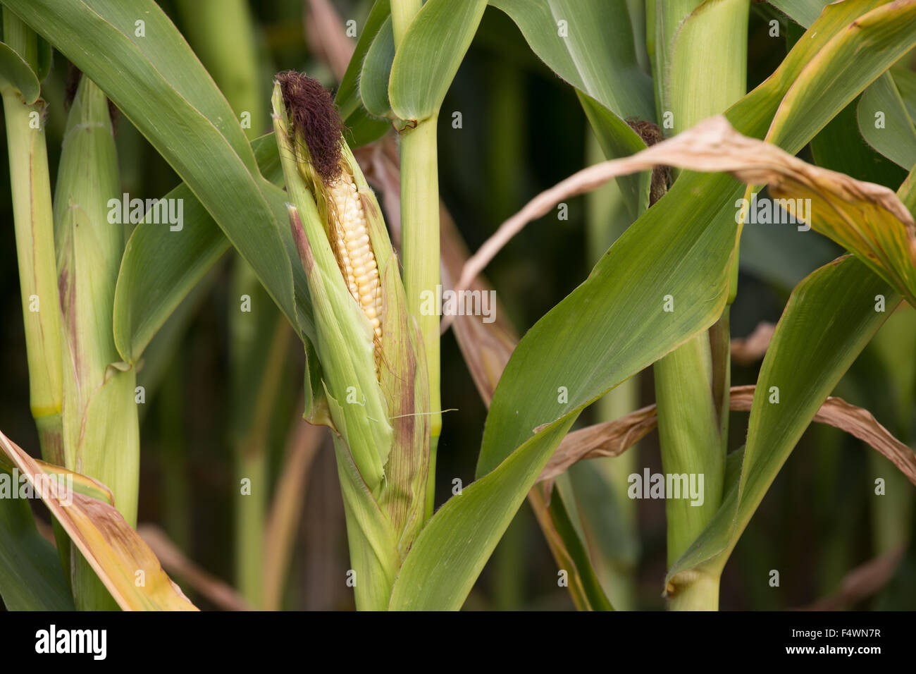 Corn cob on a field in summer Stock Photo - Alamy