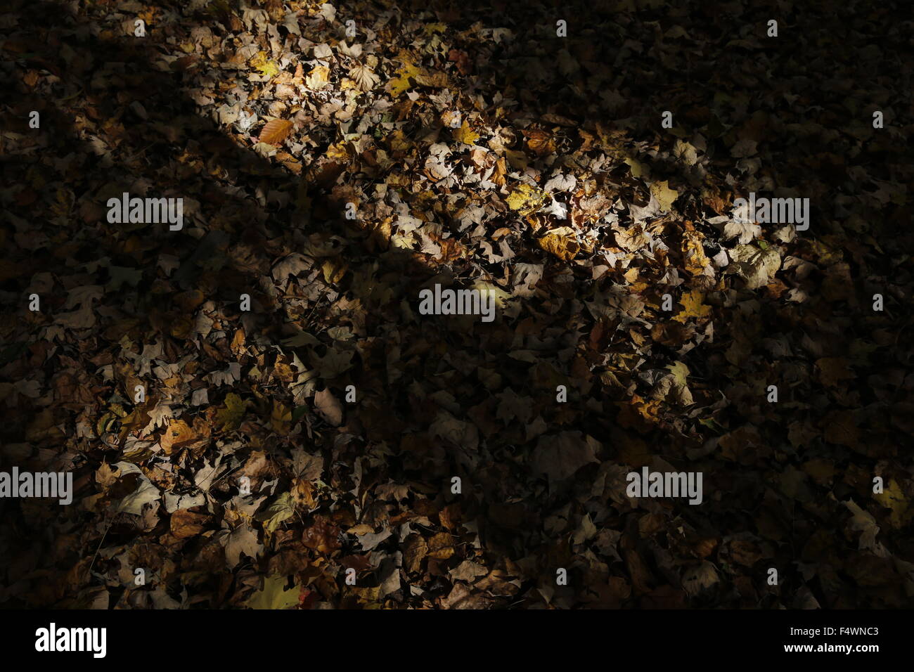 Indiana hiking trail hi-res stock photography and images - Alamy