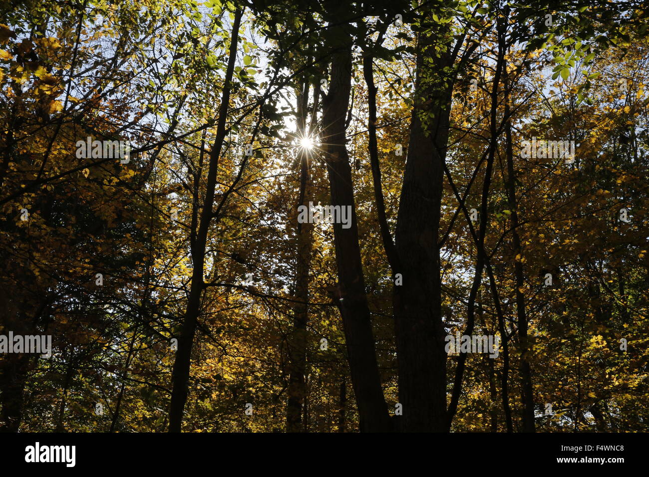 Indiana hiking trail hi-res stock photography and images - Alamy