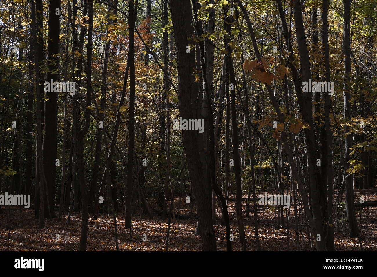 Indiana hiking trail hi-res stock photography and images - Alamy