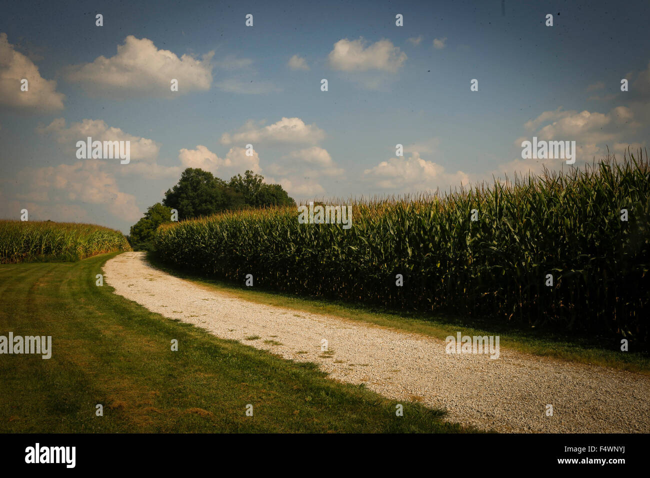 Road leading past corn field Stock Photo - Alamy