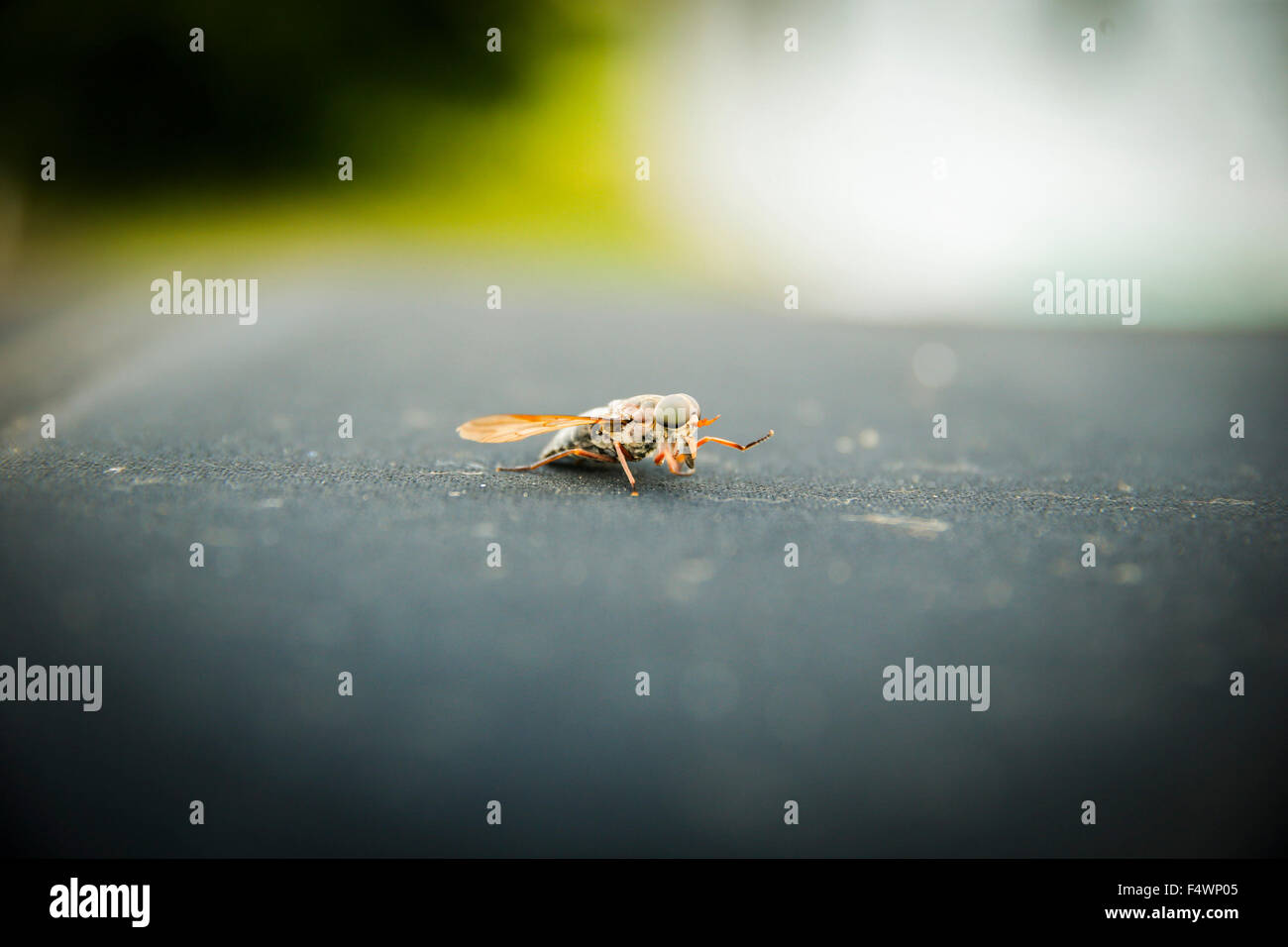 Cicada on top of car Stock Photo - Alamy
