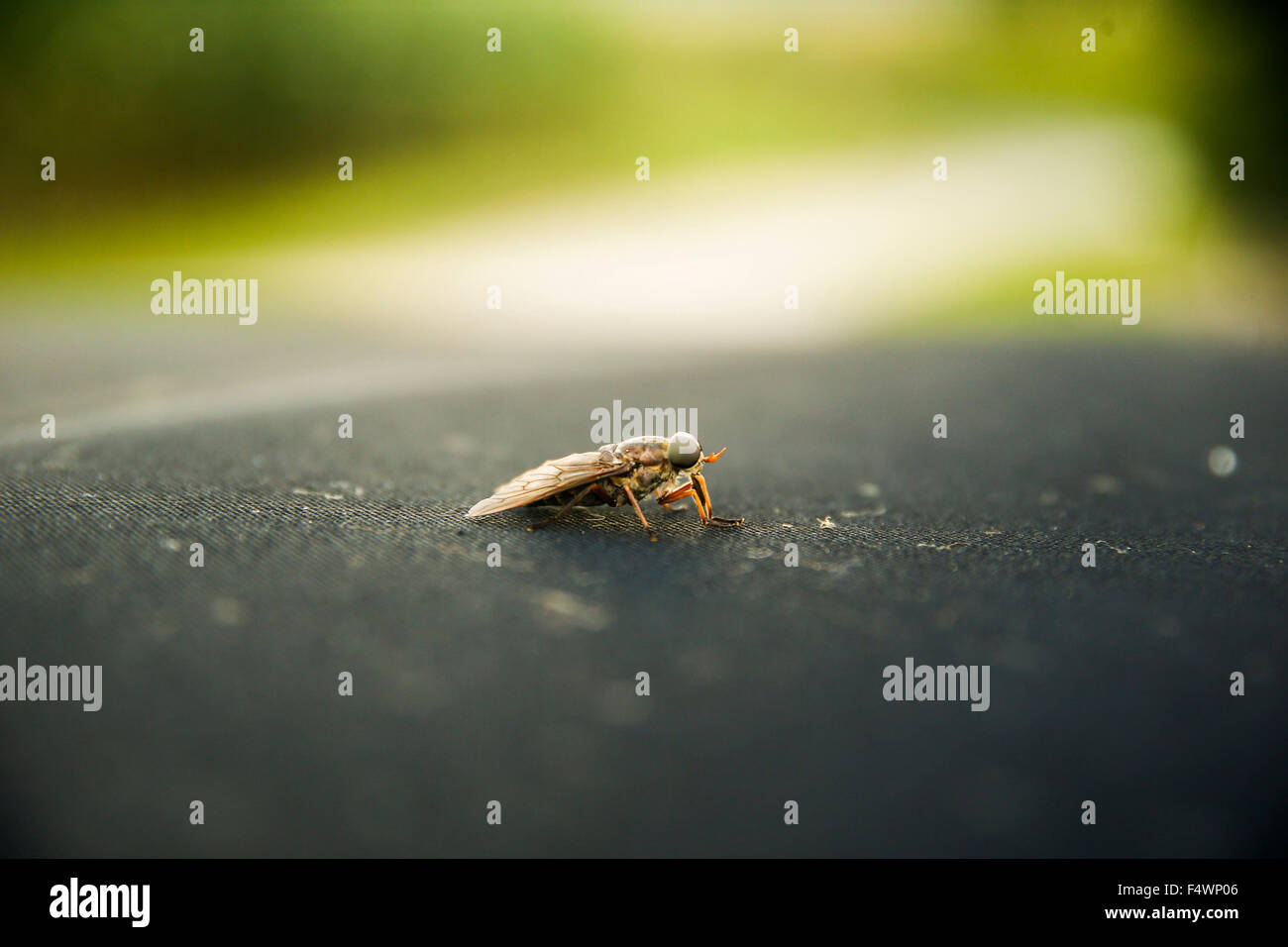 Cicada on top of a car Stock Photo - Alamy