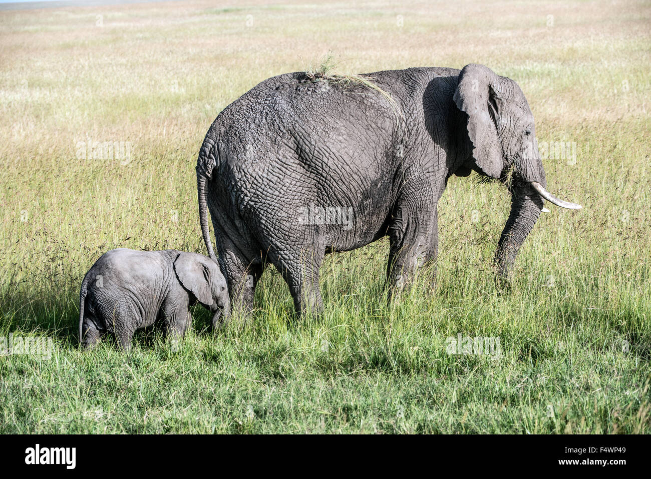 Female elephant followed by her calf Stock Photo - Alamy