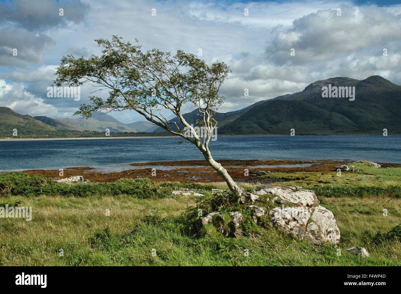 Scottish heather isle of mull hi-res stock photography and images - Alamy