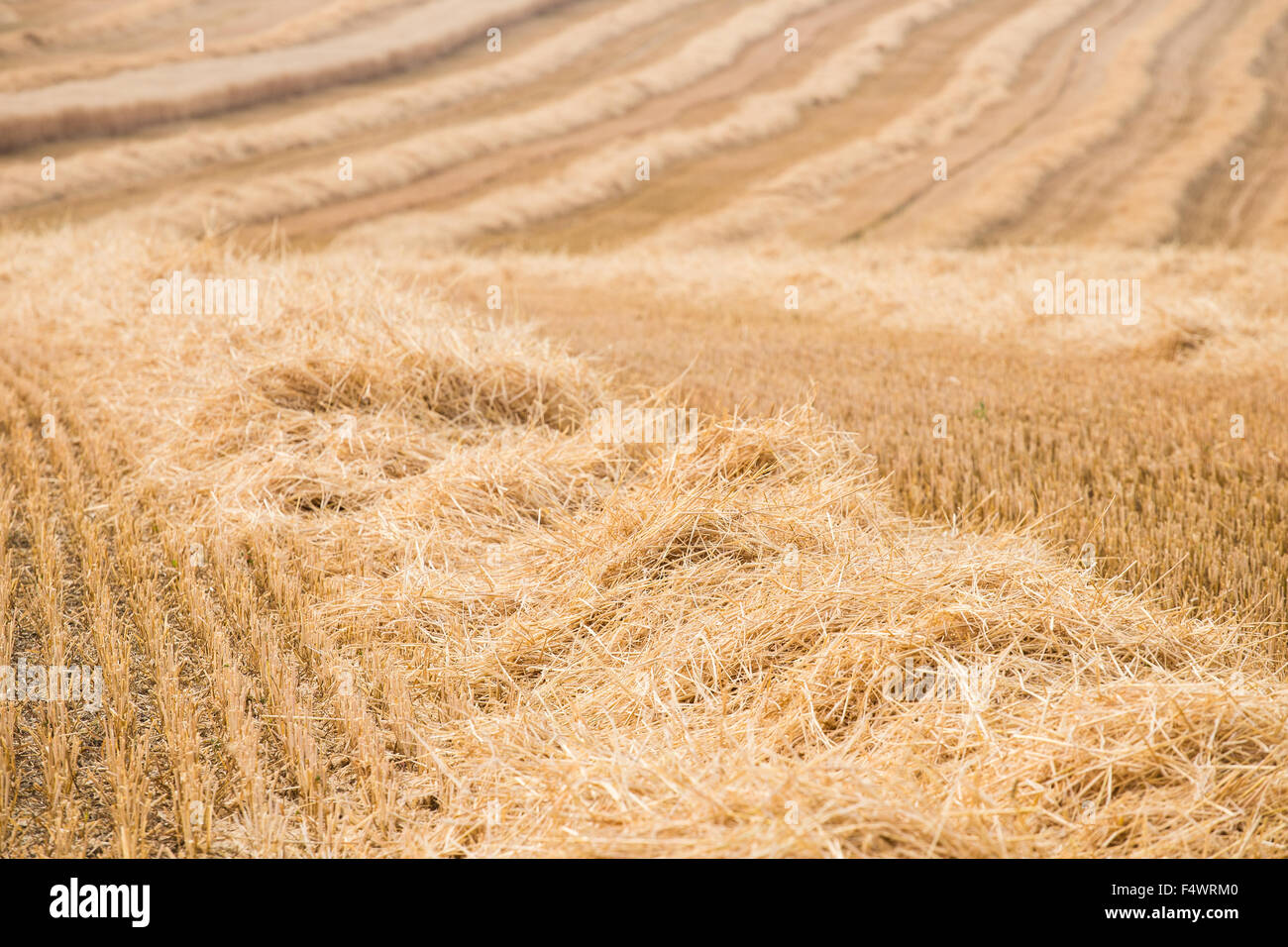 Straw - Field after harvest Stock Photo - Alamy