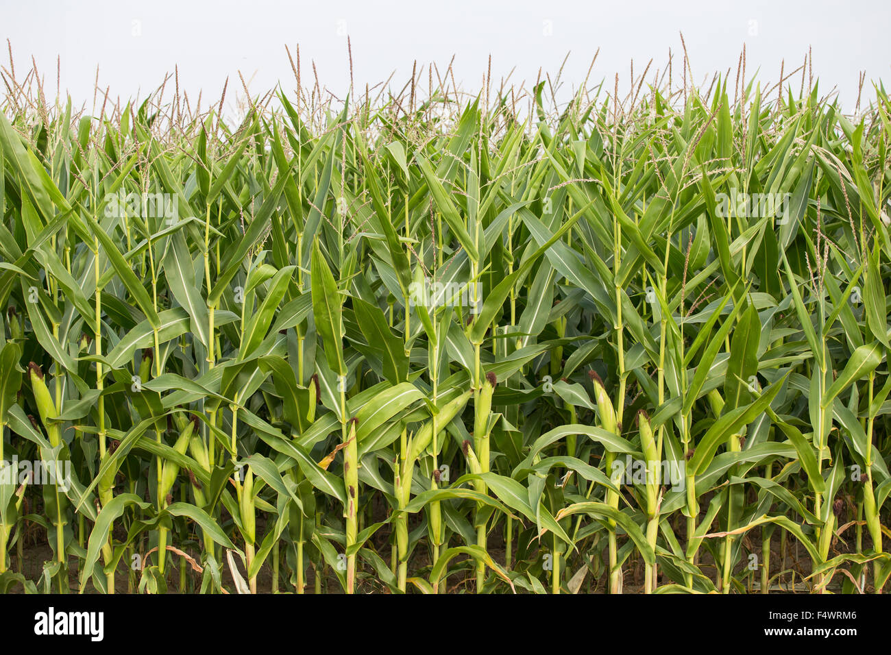 Field of corn Stock Photo - Alamy