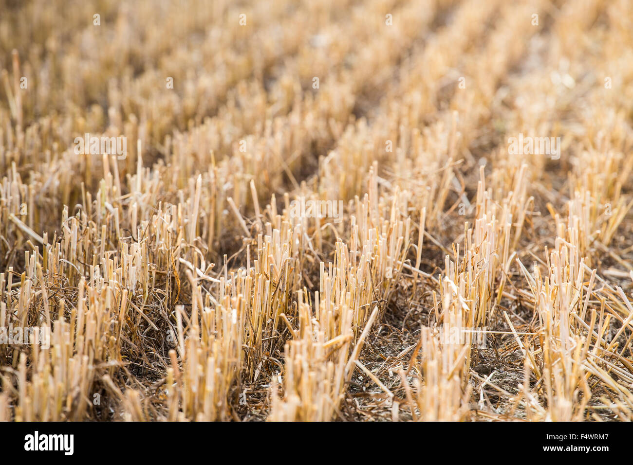 Rows of stubble harvested wheat field Stock Photo - Alamy