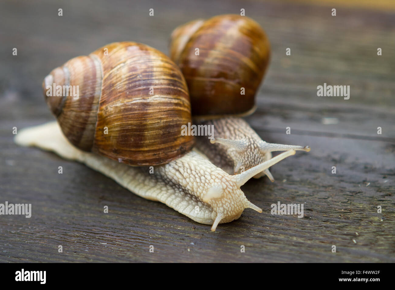 Big snails on wooden table after rain Stock Photo - Alamy