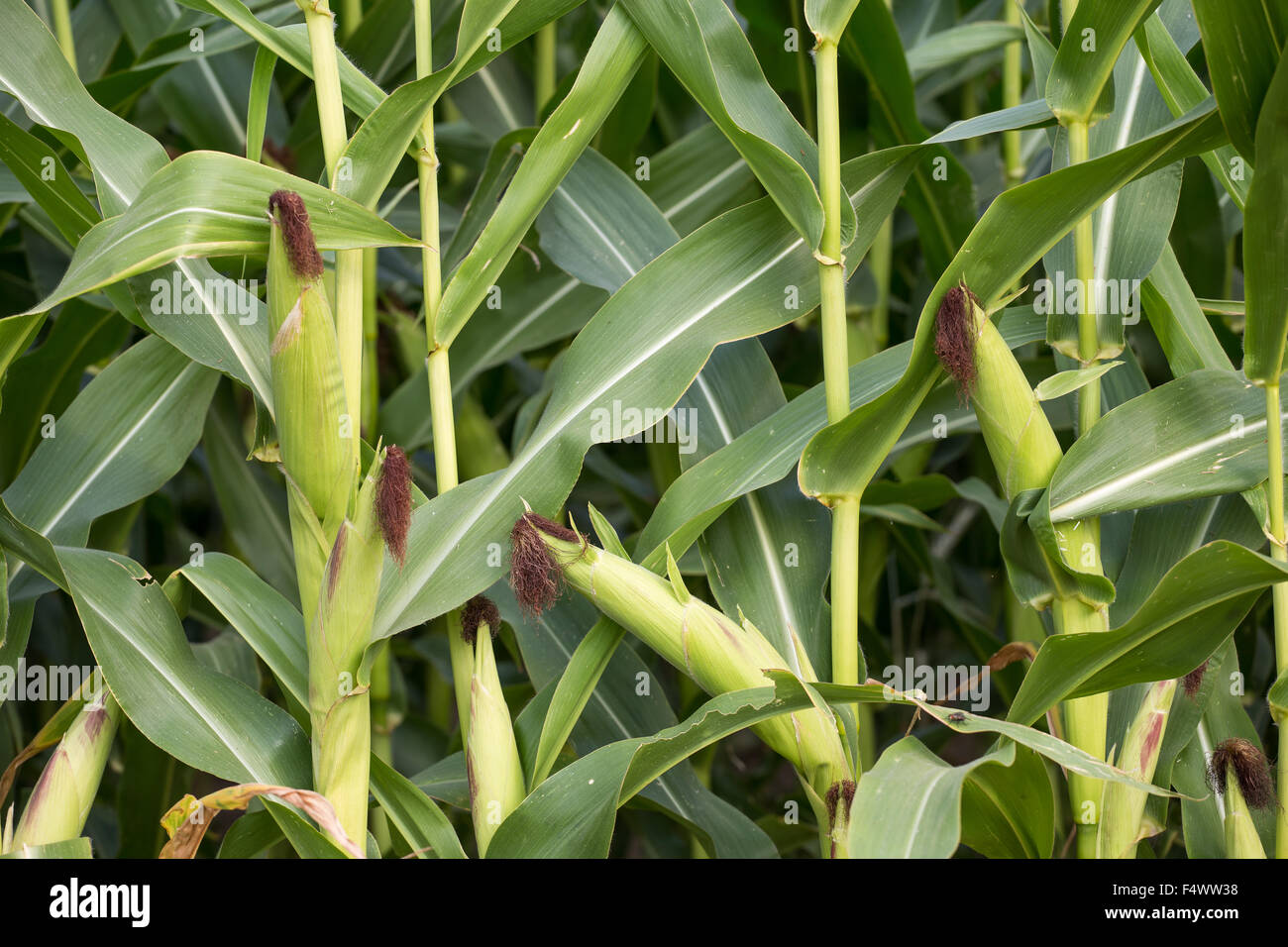Corn cob on a field in summer Stock Photo - Alamy