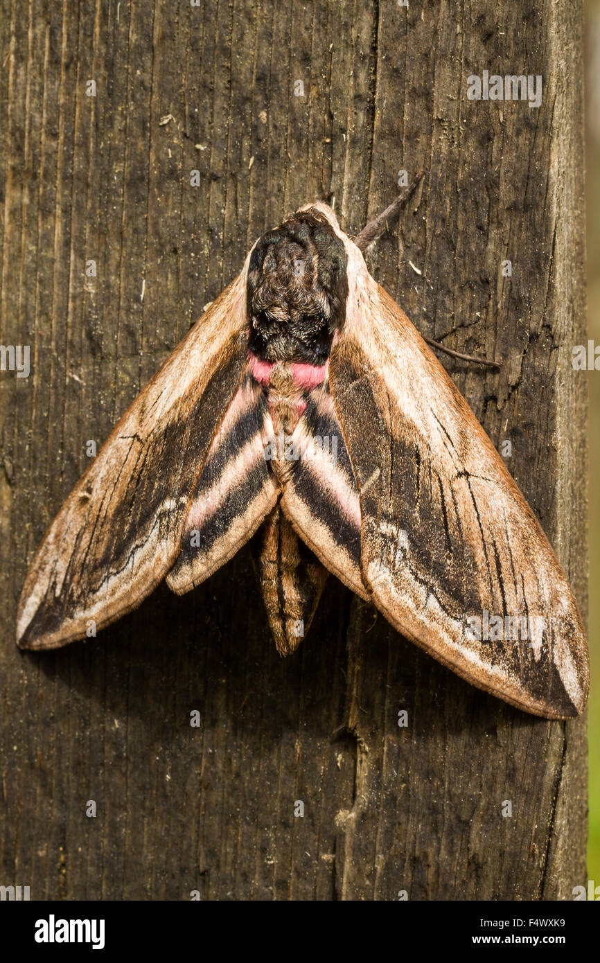 Hawk Moth on wood background close up Stock Photo - Alamy