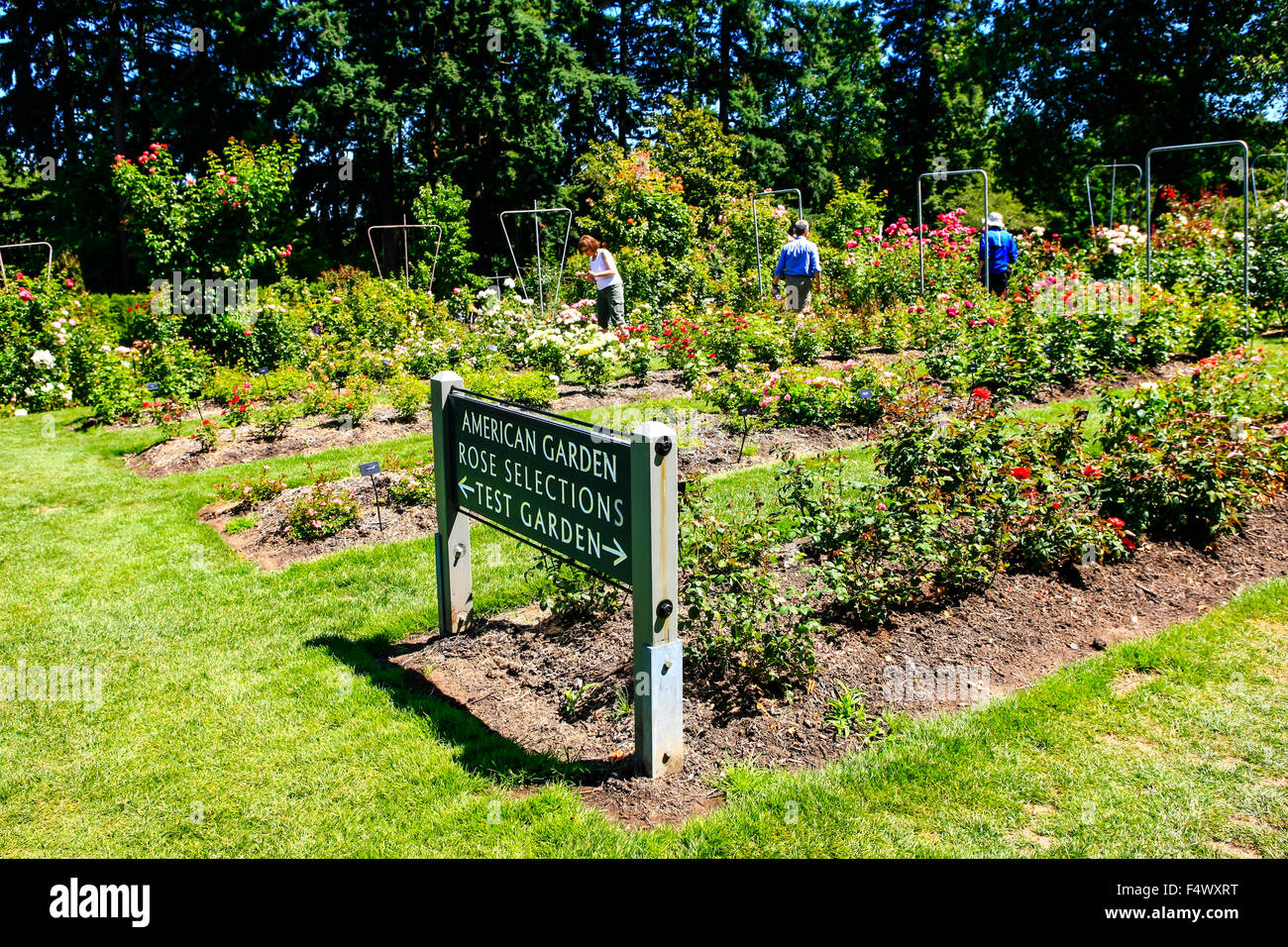 The World famous Rose gardens atop of Washington park in Portland ...
