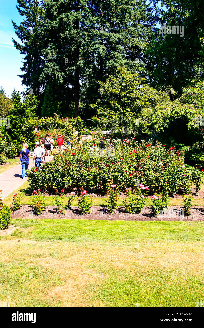 The World famous Rose gardens atop of Washington park in Portland ...