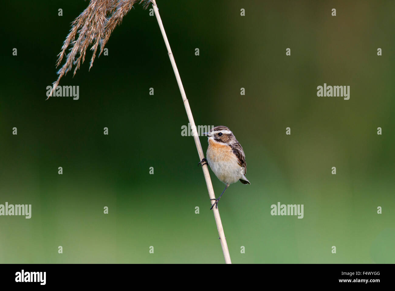 Female whinchat uk hi-res stock photography and images - Alamy