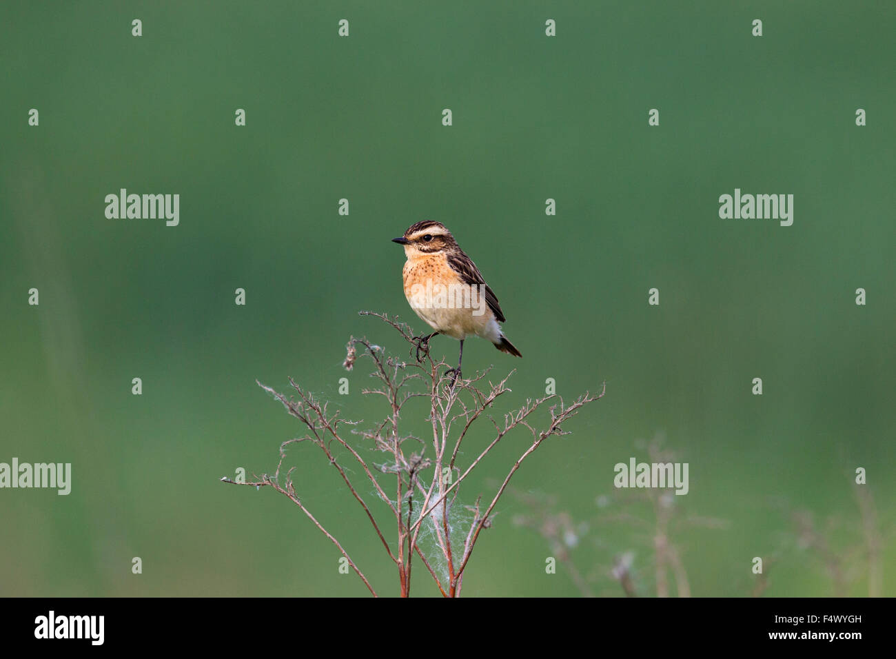 Whinchat (Saxicola rubetra) female perched Stock Photo - Alamy