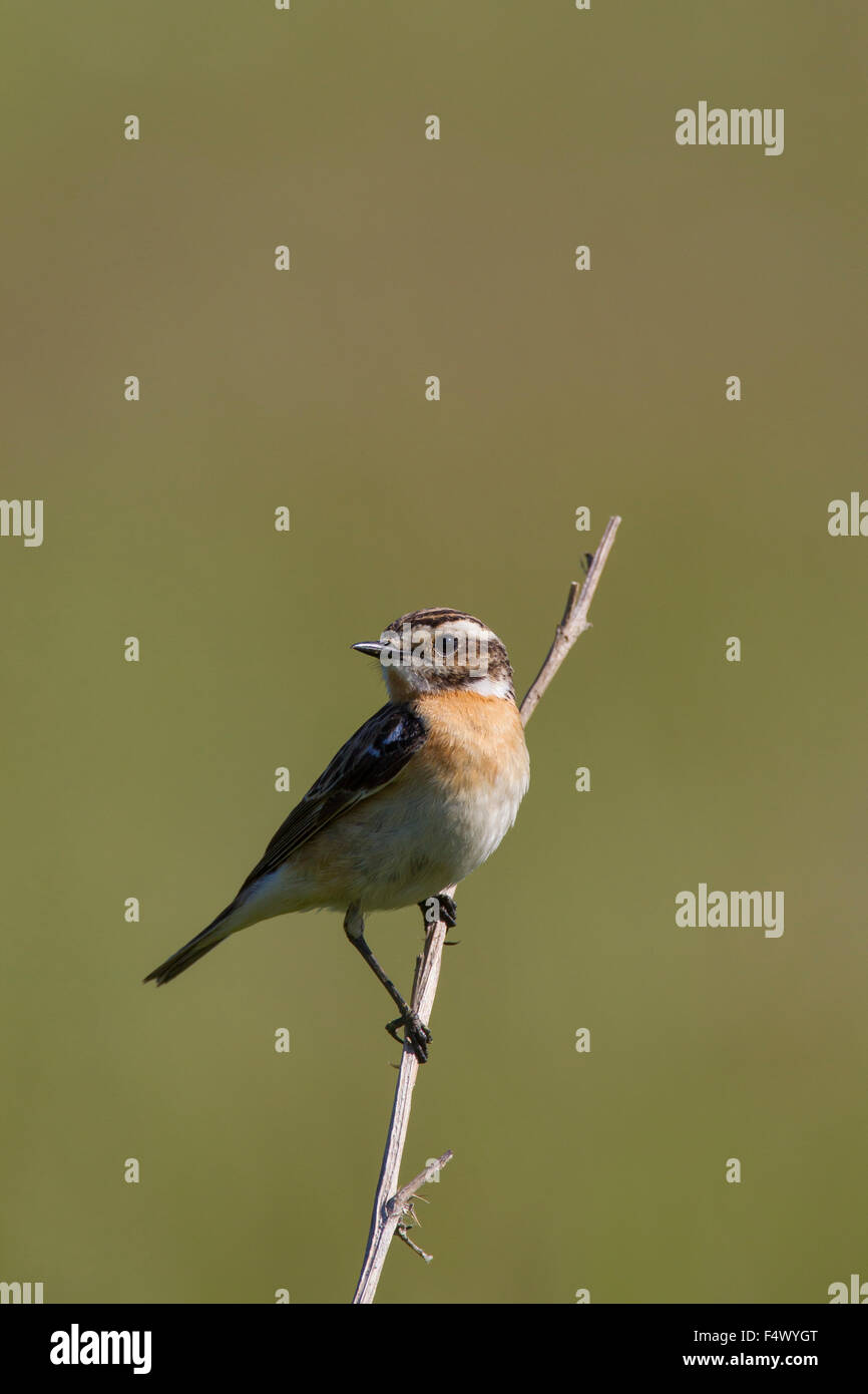 Female Whinchat Uk High Resolution Stock Photography and Images - Alamy