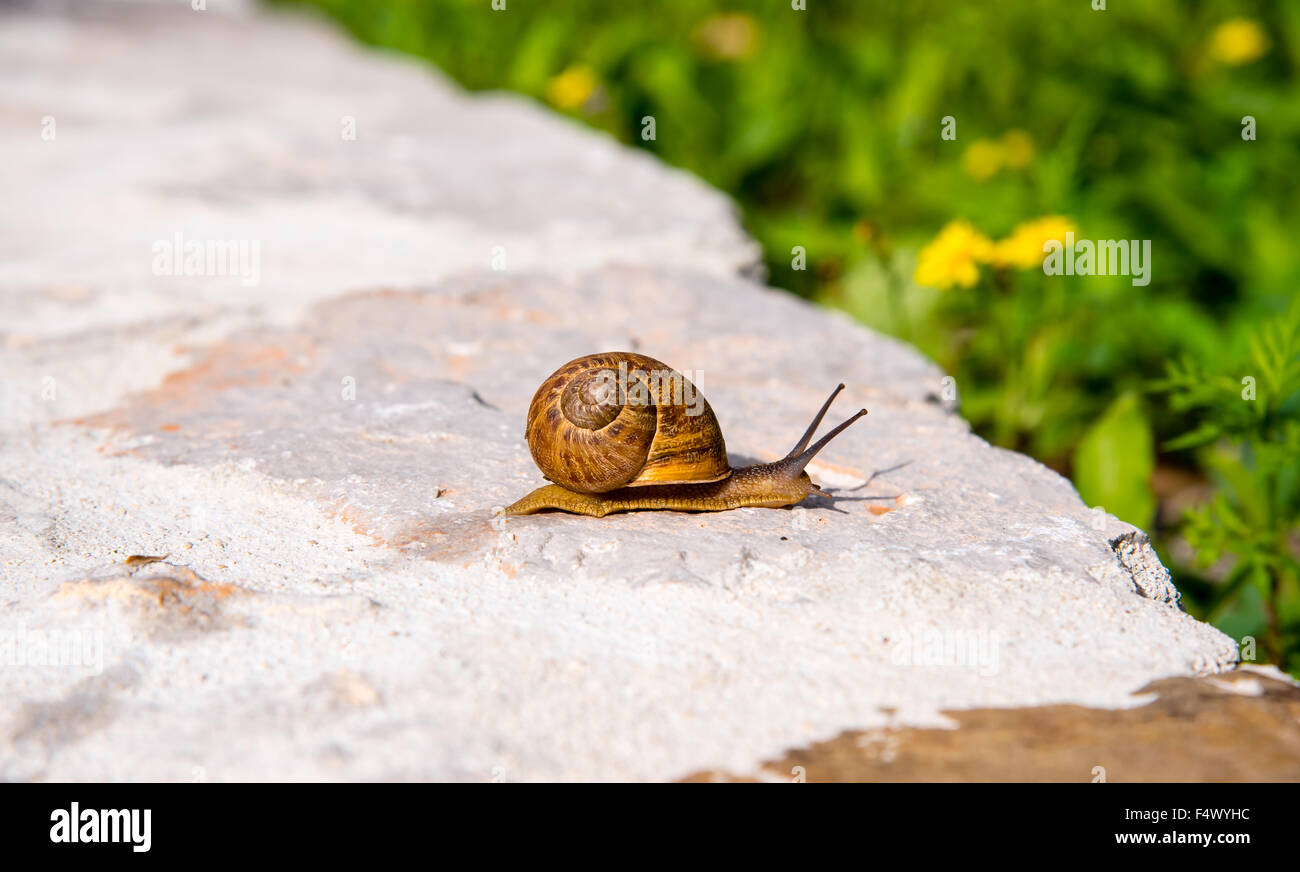 snail crawling along a wall Stock Photo - Alamy