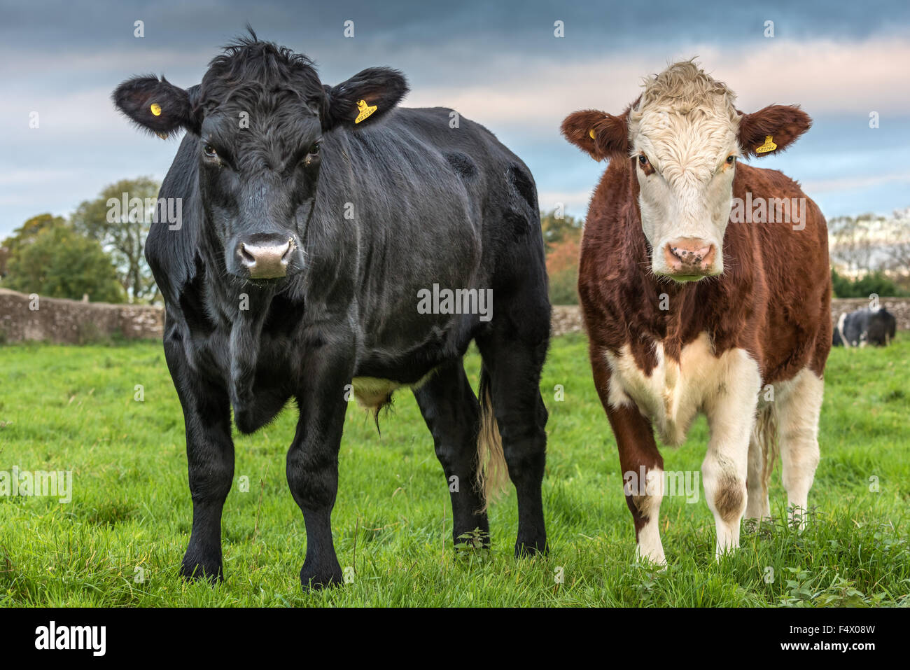 Uk meat production hi-res stock photography and images - Alamy
