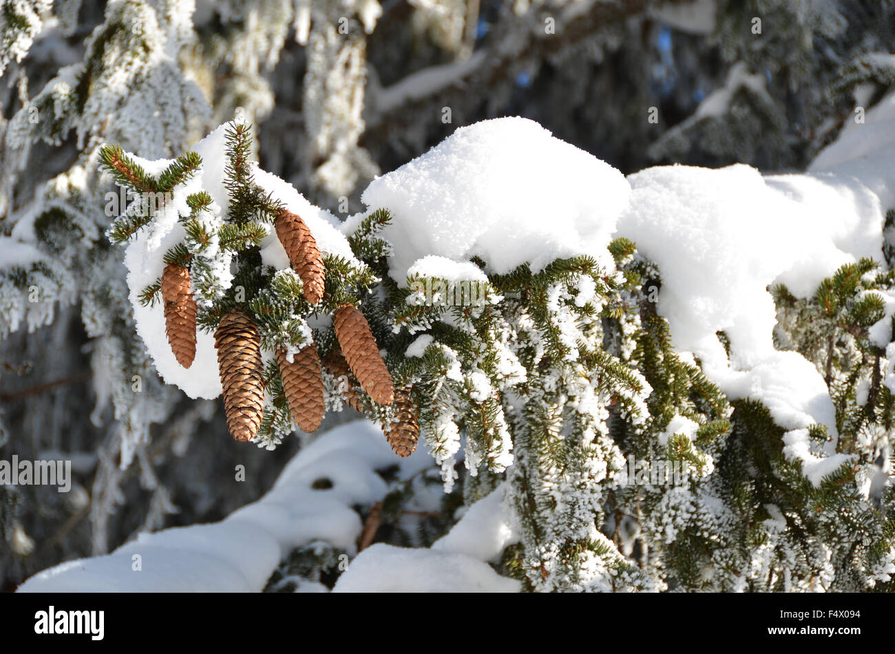 Macro swiss pine cone hi-res stock photography and images - Alamy