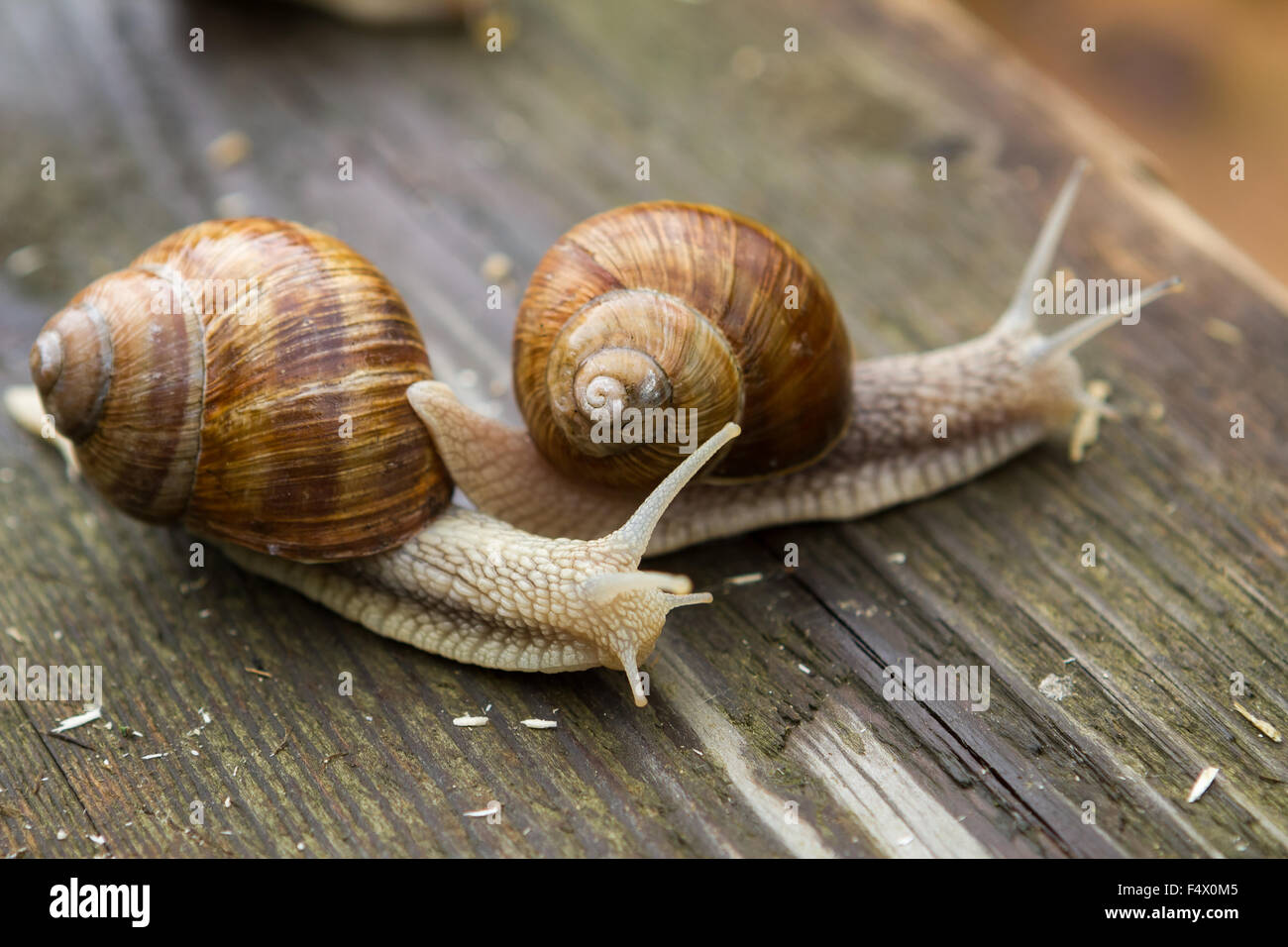 Big snails on wooden table after rain Stock Photo - Alamy