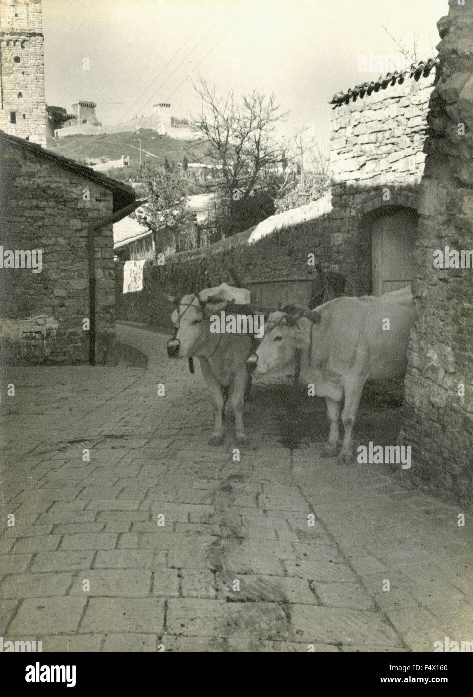 Two oxen attached to a yoke on the streets of the town, Italy Stock ...