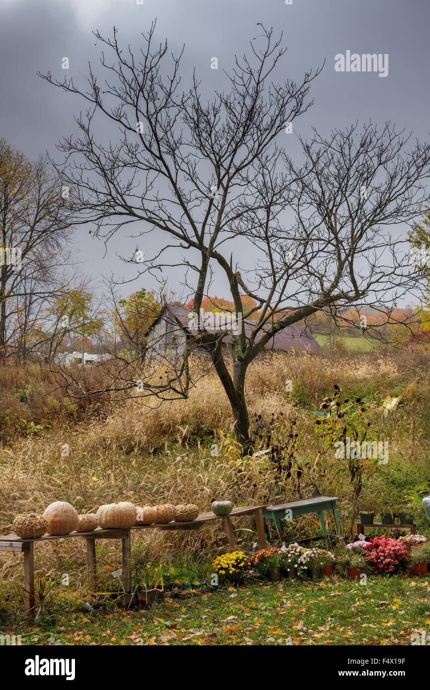Farm stand in autumn with mums, pumpkins and gourds, Schoharie County ...