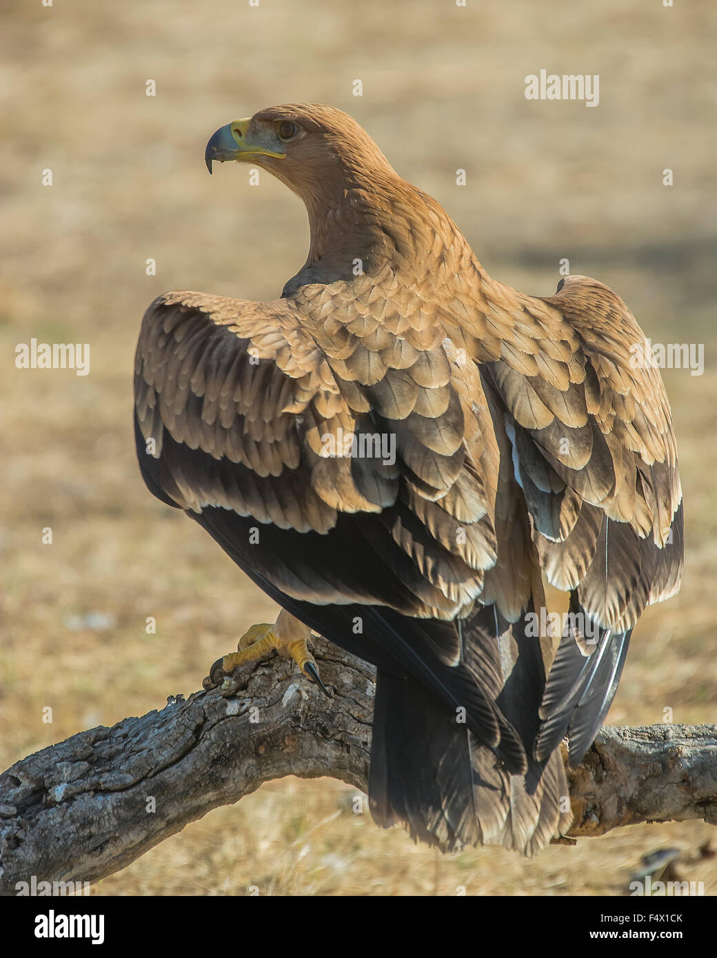 Spanish imperial eagle Stock Photo - Alamy