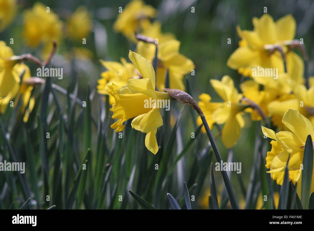 Beauty daffodil hi-res stock photography and images - Alamy