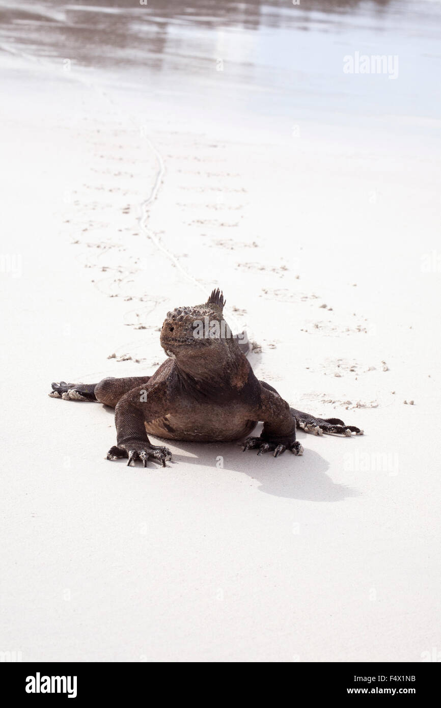 Iguana footprint hi-res stock photography and images - Alamy
