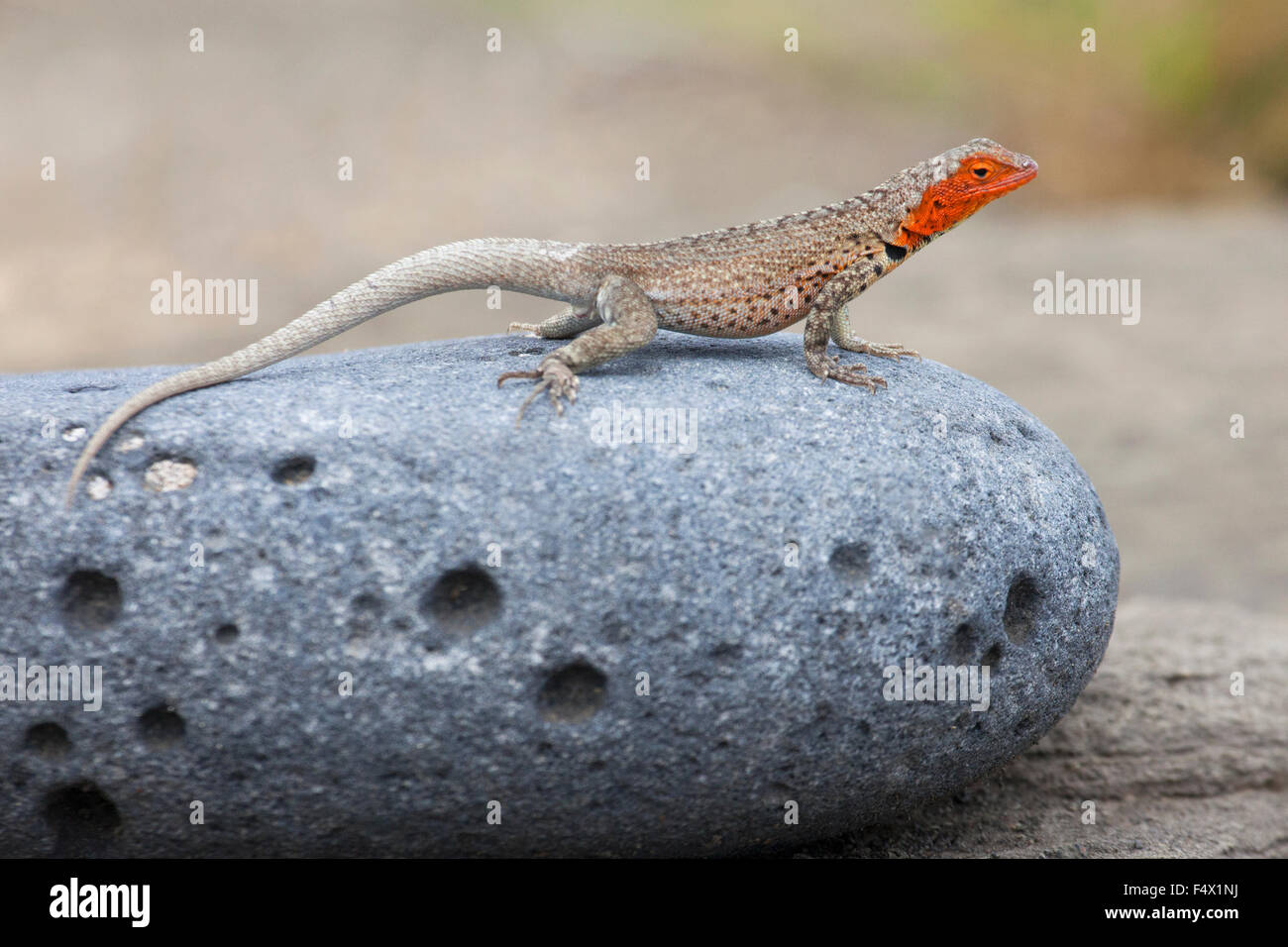 Female Galapagos Lava Lizard (Microlophus albemarlensis) basking in the ...
