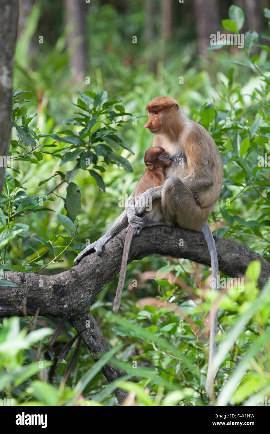 Proboscis Monkey mother feeding baby (Nasalis larvatus) on tree root in ...