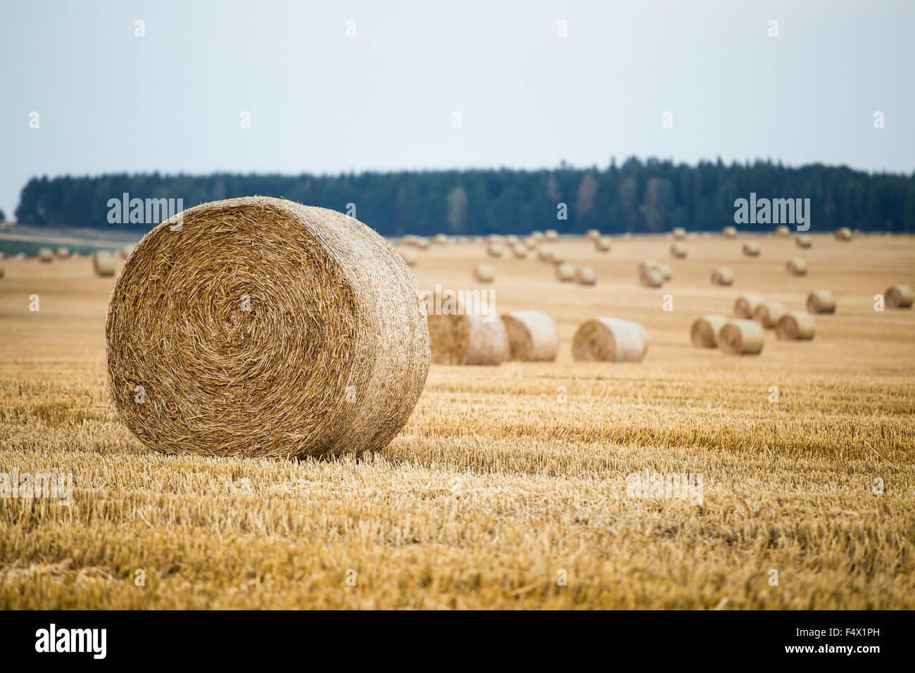 Yellow hay bales nature hi-res stock photography and images - Alamy