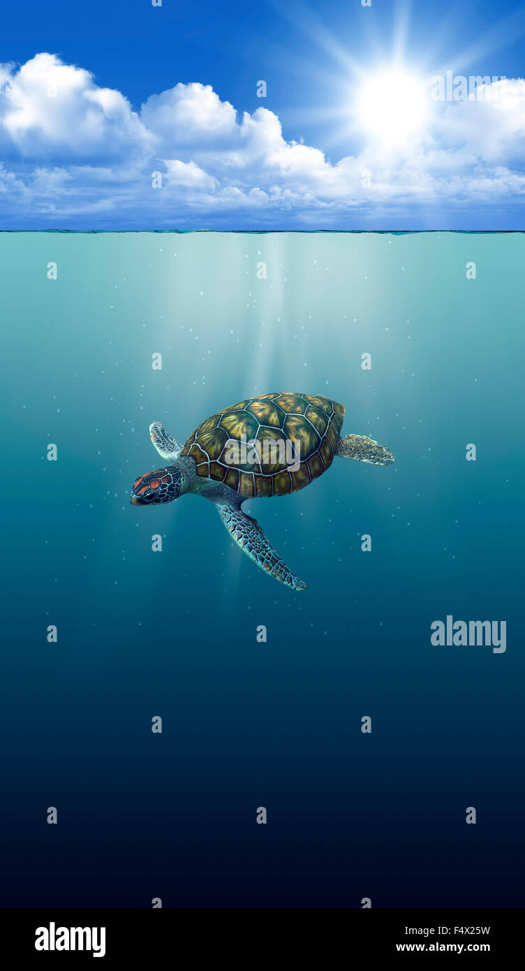 blue underwater view with turtle Stock Photo - Alamy