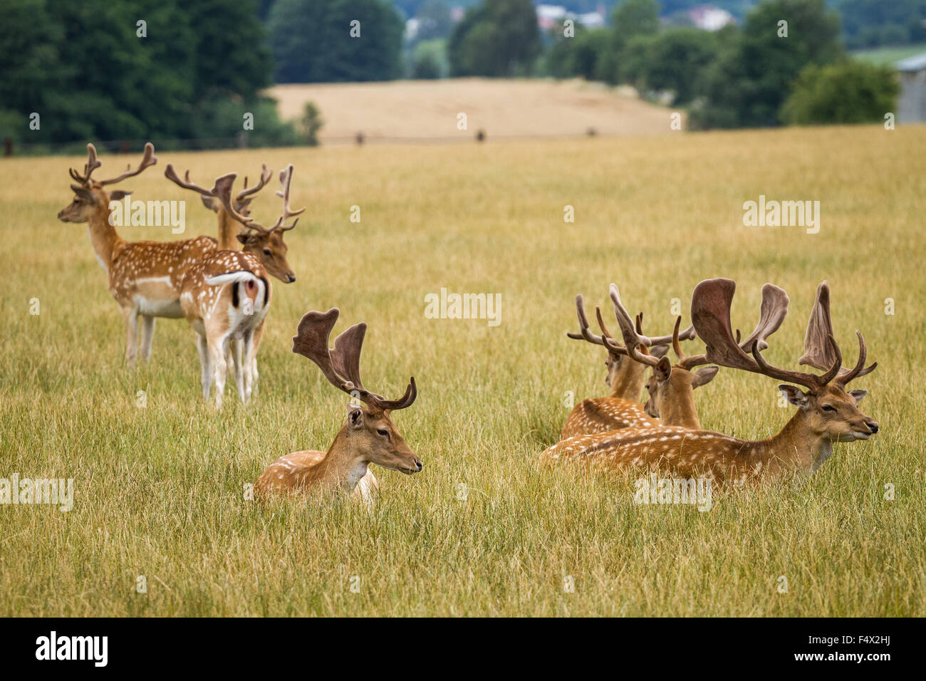 Herd Of Fallow Deer Stock Photo - Alamy