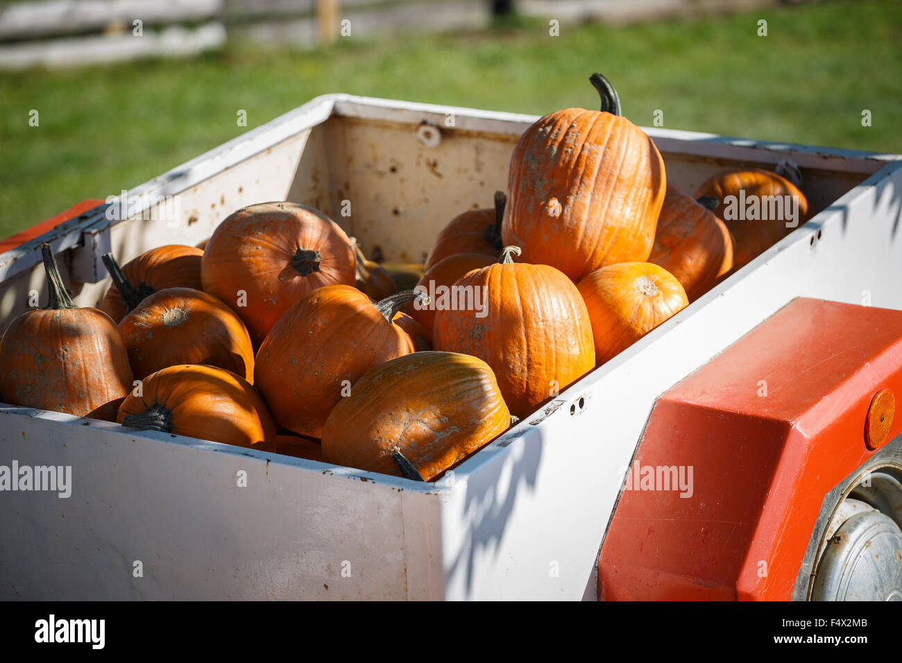 Pile of pumpkins in trailer Stock Photo - Alamy