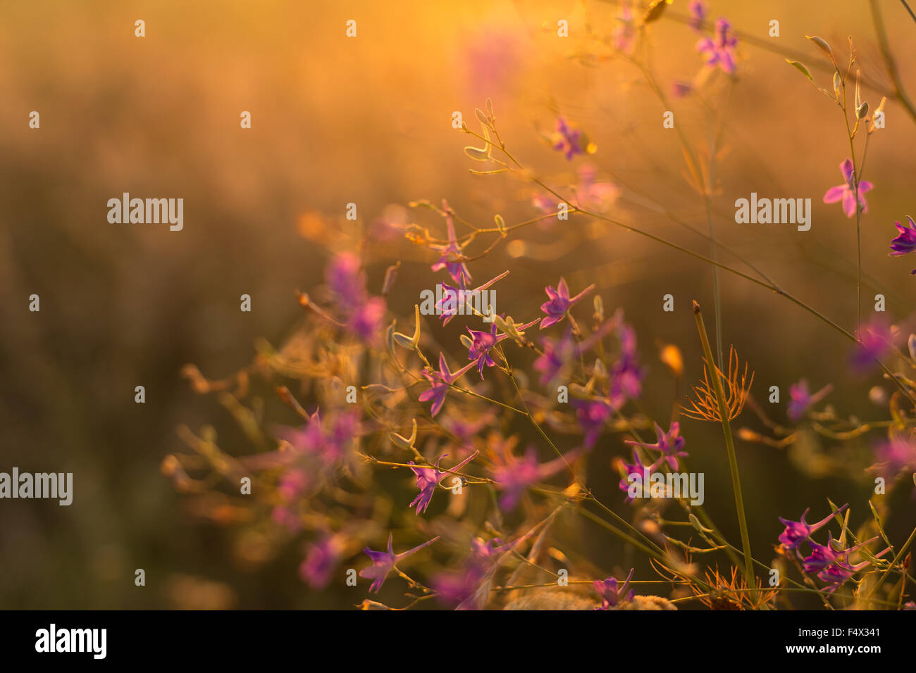 Purple wild flowers on sunset Stock Photo - Alamy