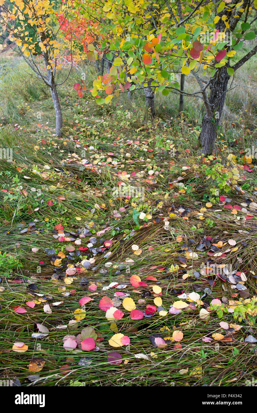Populus tremula. Fallen Autumn Aspen tree leaves in marsh grass ...