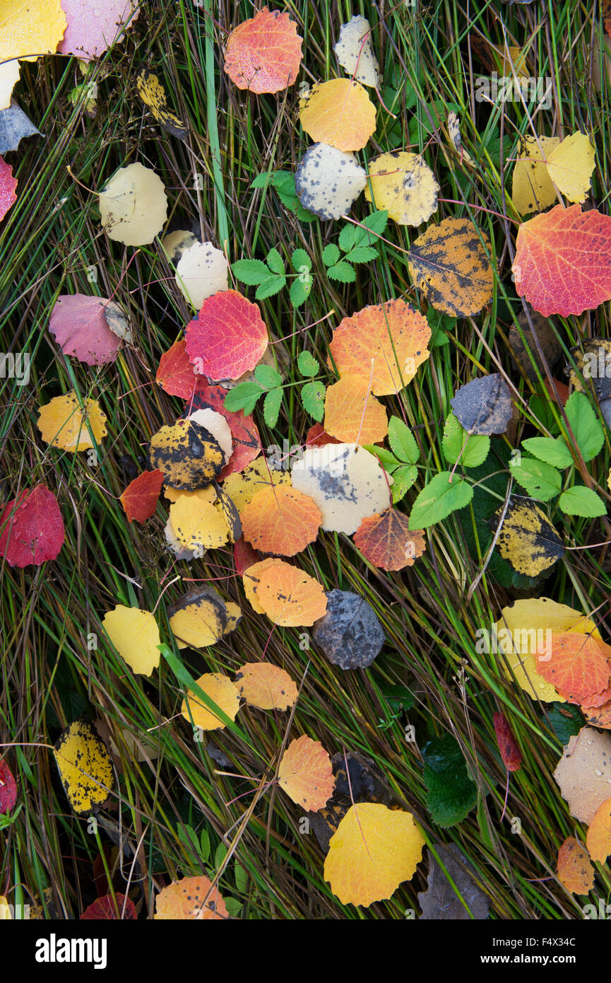 Populus tremula. Fallen Autumn Aspen tree leaves in marsh grass ...