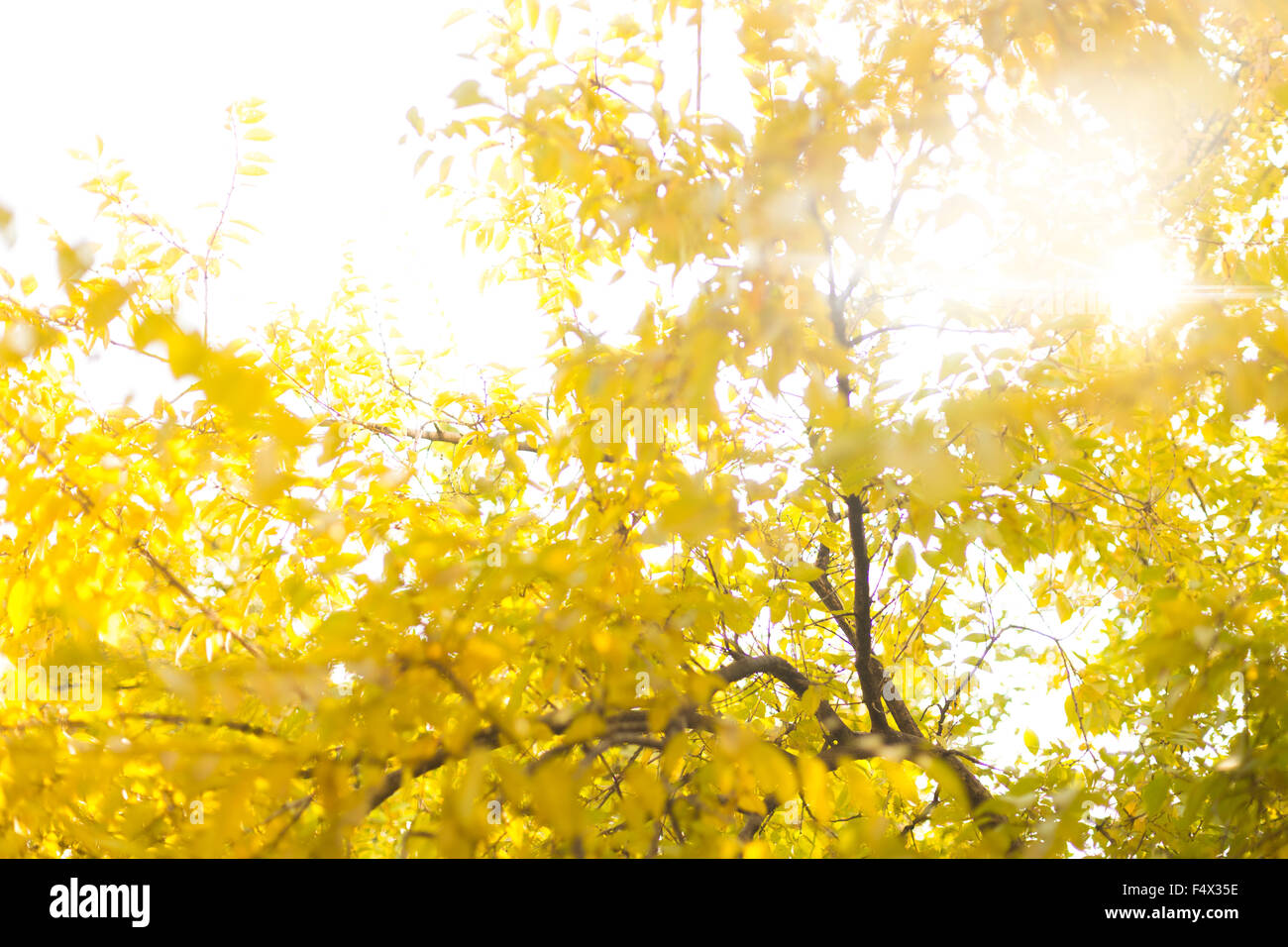 Autumn background, yellow leaves on the tree Stock Photo - Alamy
