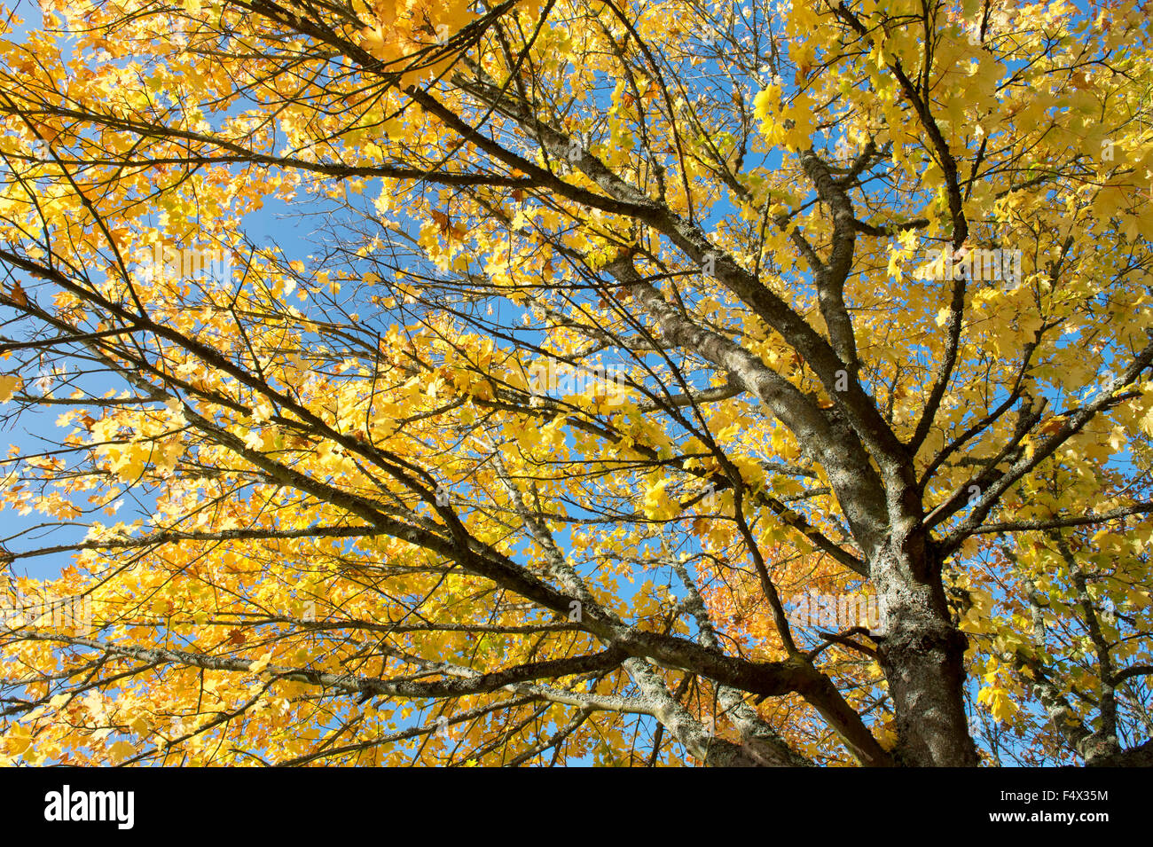 Tree maple trees maples hi-res stock photography and images - Alamy