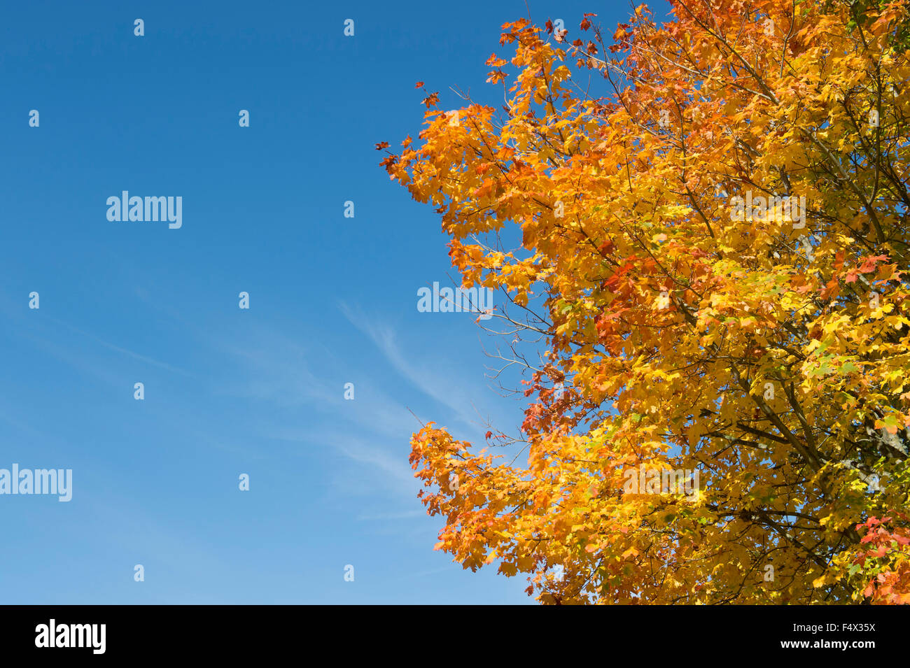 Maples changing colors hi-res stock photography and images - Alamy