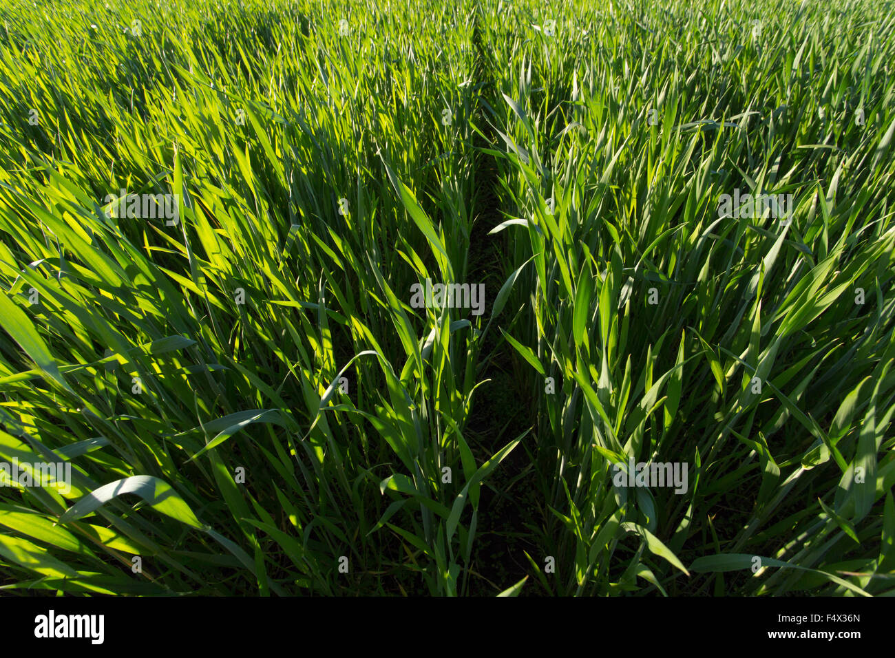 Rows in the young wheat field on sunset, wide Stock Photo - Alamy