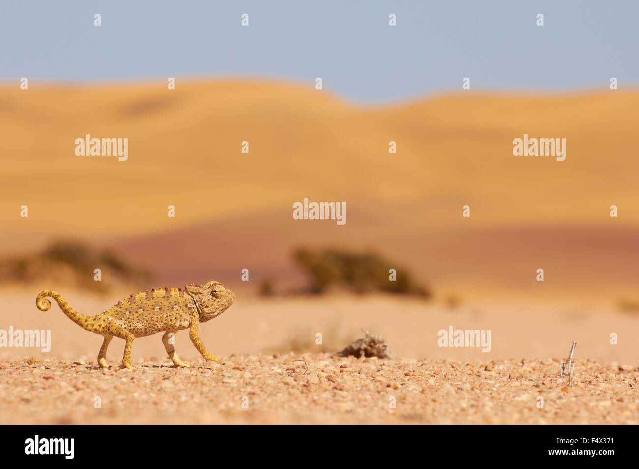 Desert chameleon hi-res stock photography and images - Alamy