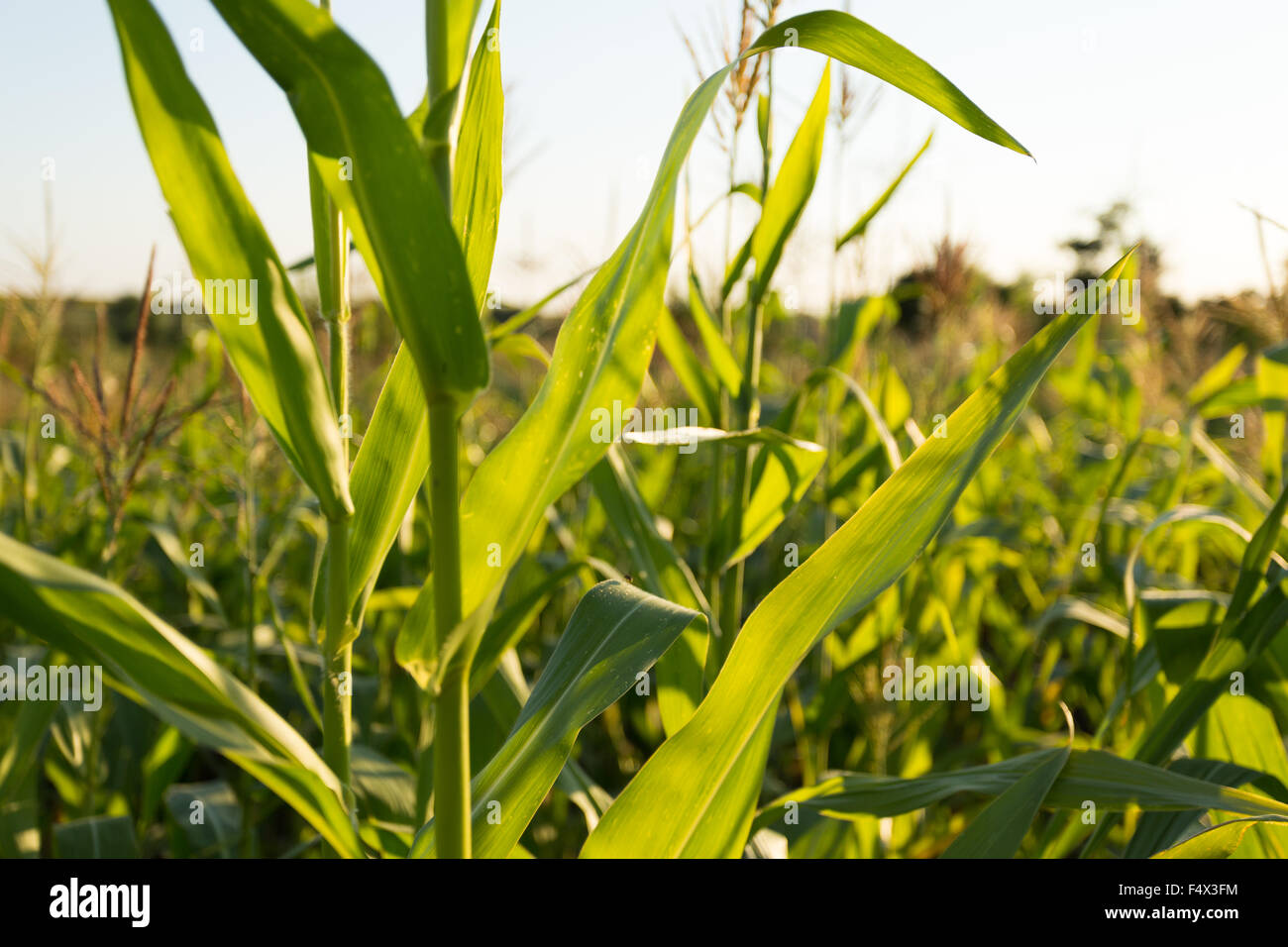 Green corn field at sunset, close Stock Photo - Alamy