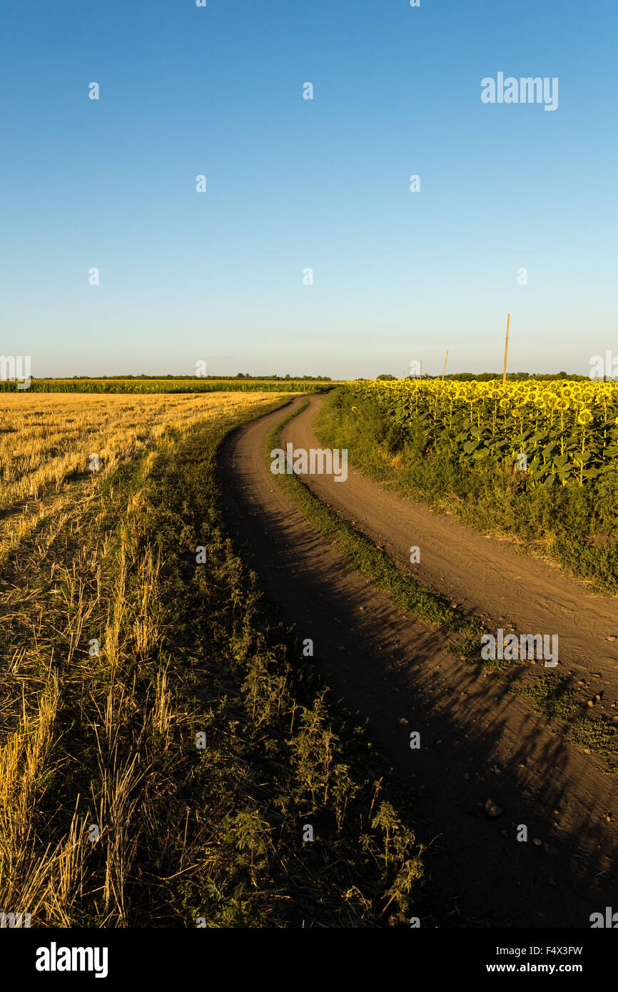 Road through wheat fields sunset hi-res stock photography and images ...