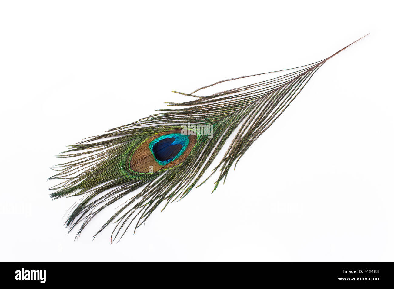 Peacock feather isolated on white Stock Photo - Alamy