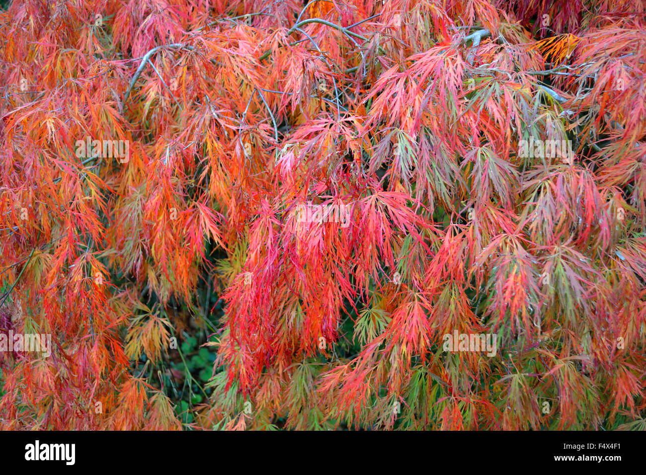 Weeping maple tree hi-res stock photography and images - Alamy