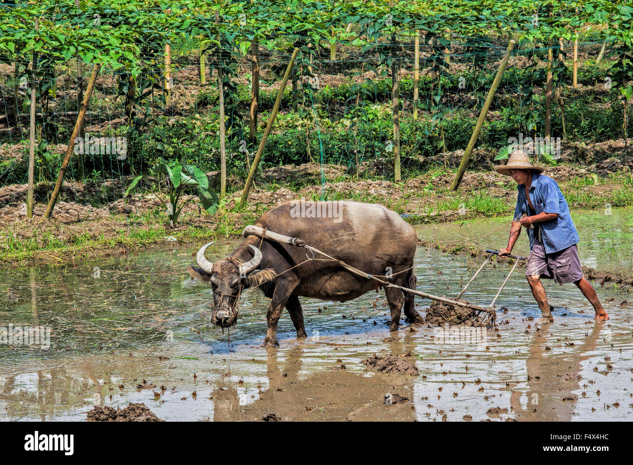 Chinese peasant farmer hi-res stock photography and images - Alamy